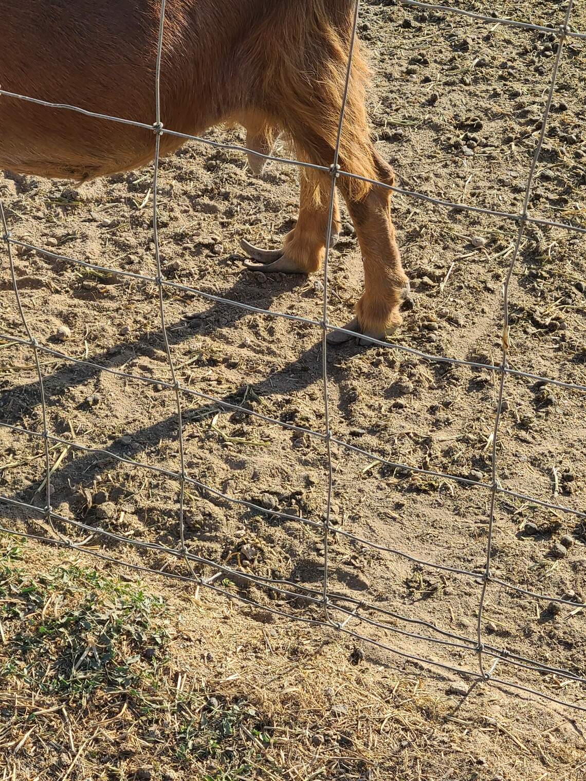 PETA alleges neglect at Grand Barr Dairy in Nyssa, Oregon | Idaho Statesman