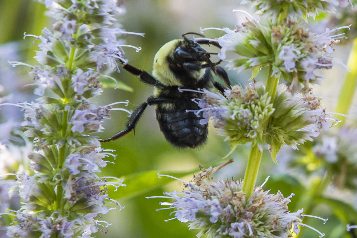 Habitat loss hurts little-known native Idaho bees | Idaho Statesman