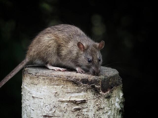 Boise-area fights surge in Norway, brown rats in Idaho homes | Idaho ...