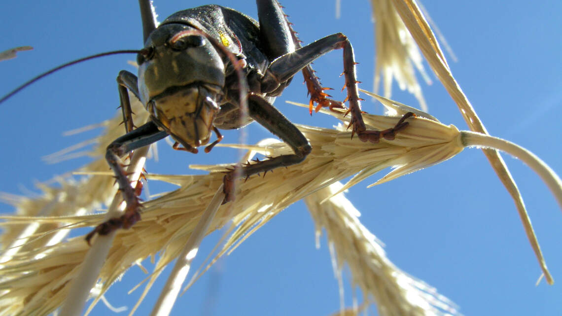 Swarms of Mormon crickets may become Idaho summer staple | Idaho Statesman