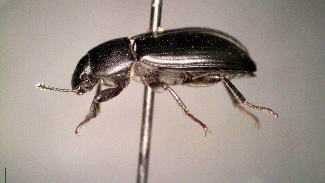 Invasive beetle larvae pest discovered in Boise-area home | Idaho Statesman