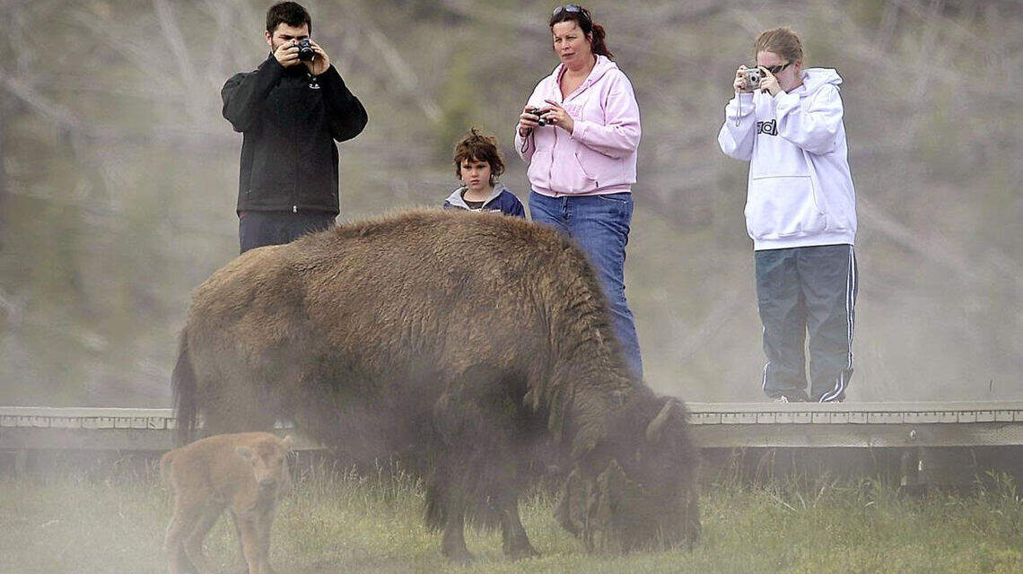 Bison headbutts young tourist who got too close | Idaho Statesman