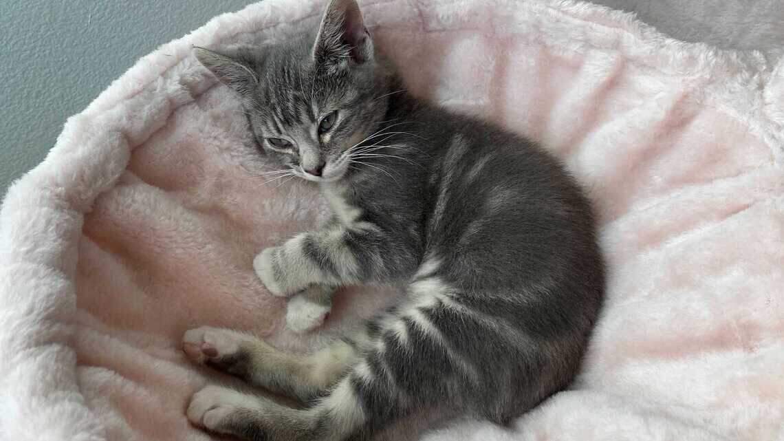 Readers chose 5 cutest cats in Boise area. Decide the winner | Idaho ...