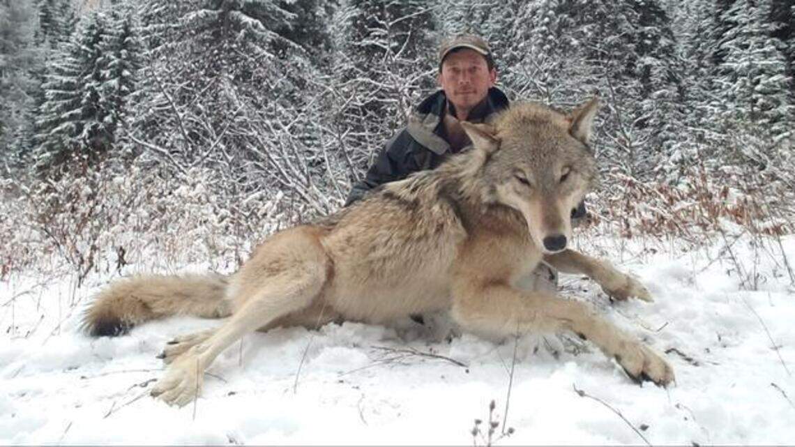 Wolf trapping part of controversy around Idaho predators | Idaho Statesman
