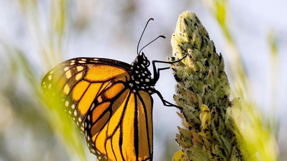 Monarch butterflies return to Idaho soon. How to help them | Idaho ...