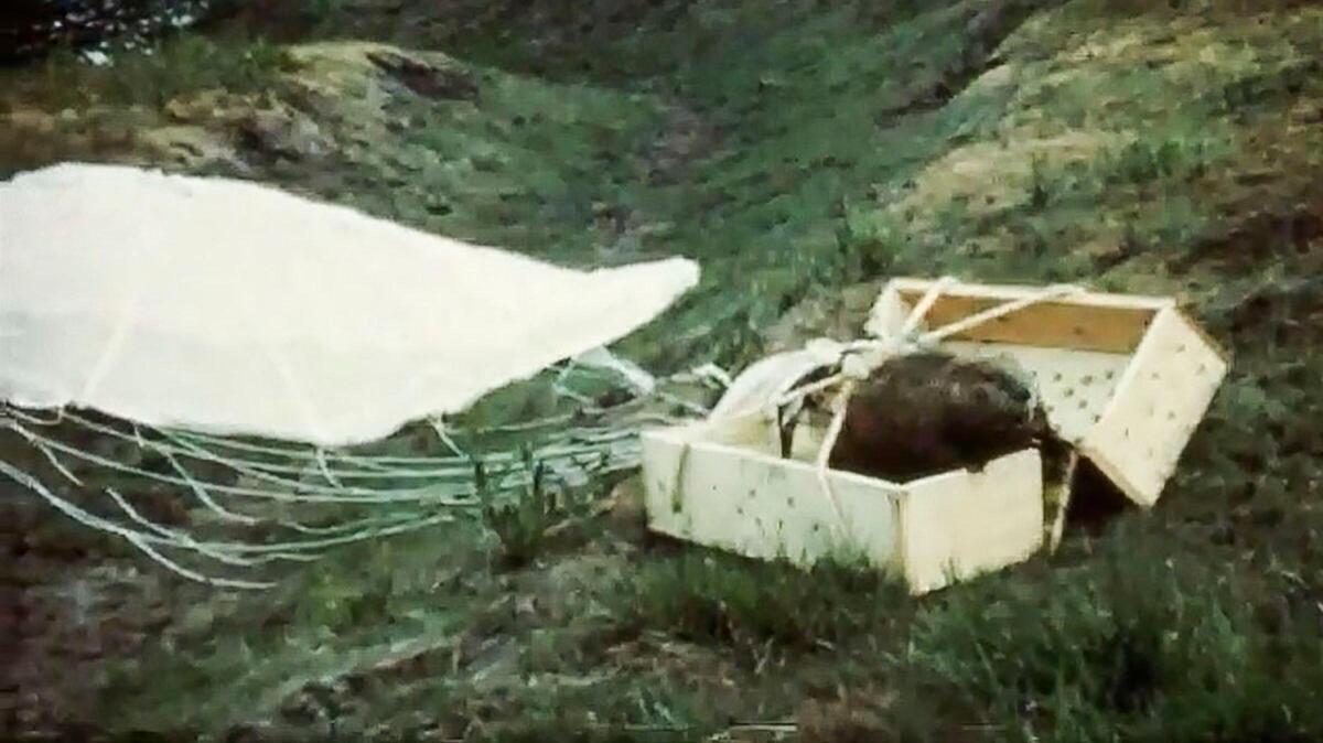 What we know about Idaho parachuting beavers 75 years later | Idaho ...