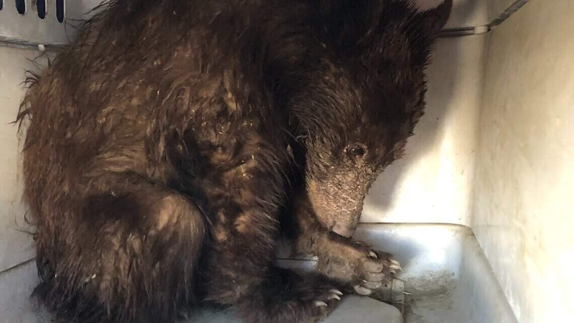 See skinny young bear’s amazing turnaround in Colorado | Idaho Statesman