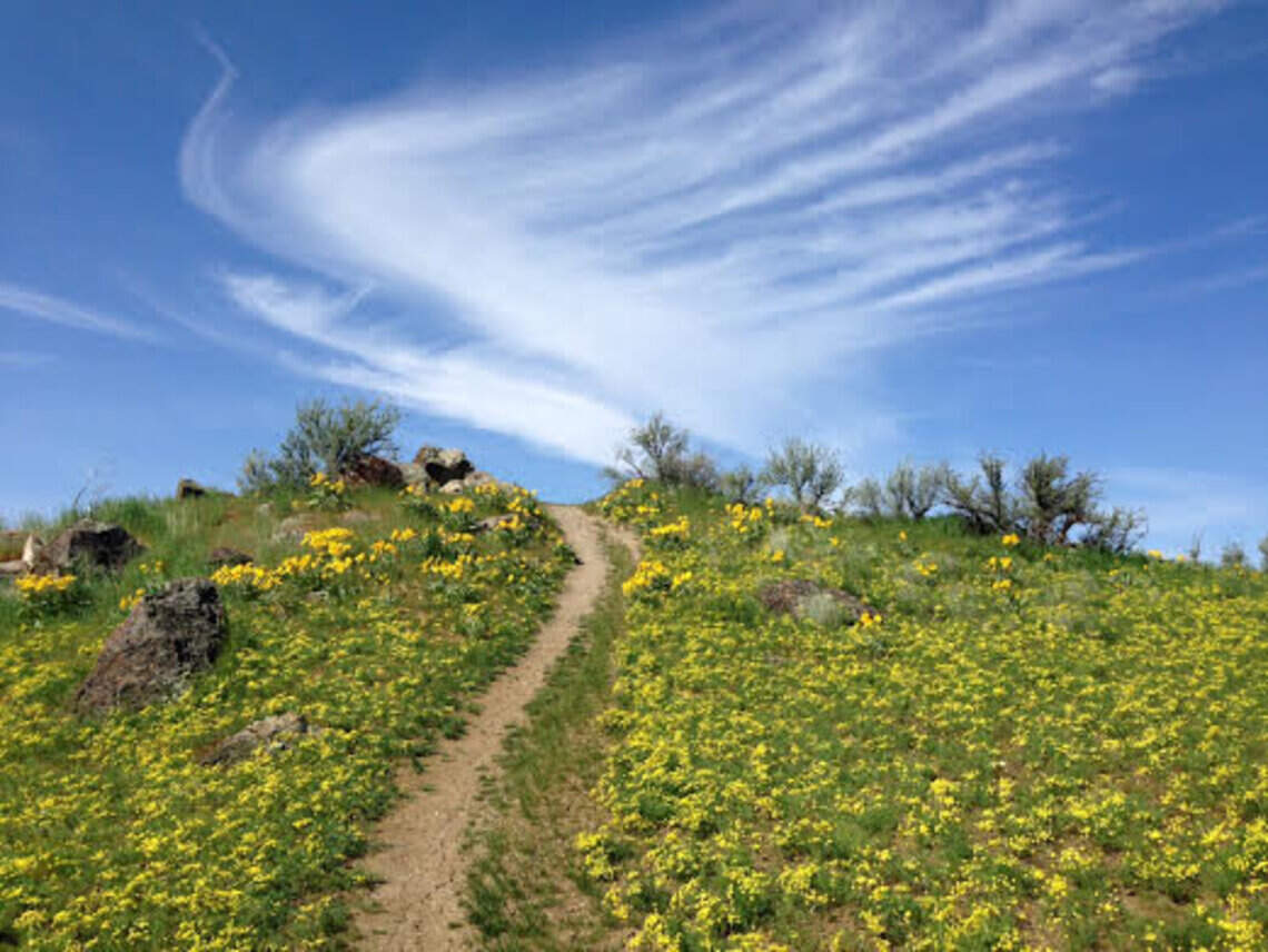 Spring wildflowers in Boise: where to hike to see them | Idaho Statesman