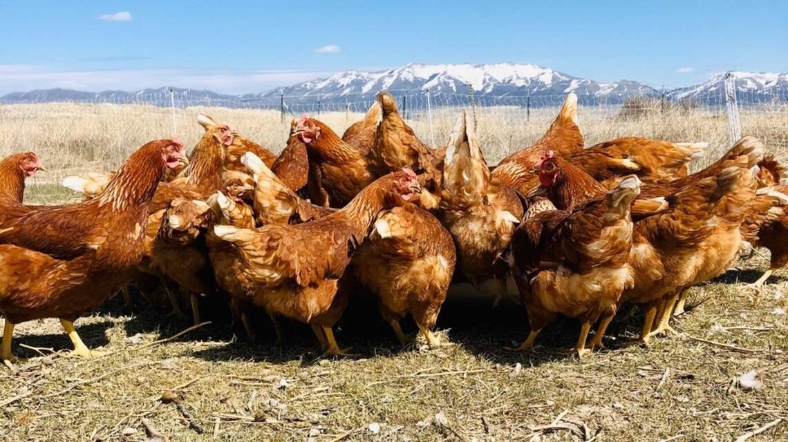 Kristin’s Farm offers delivery of meat, produce to Boise area | Idaho ...
