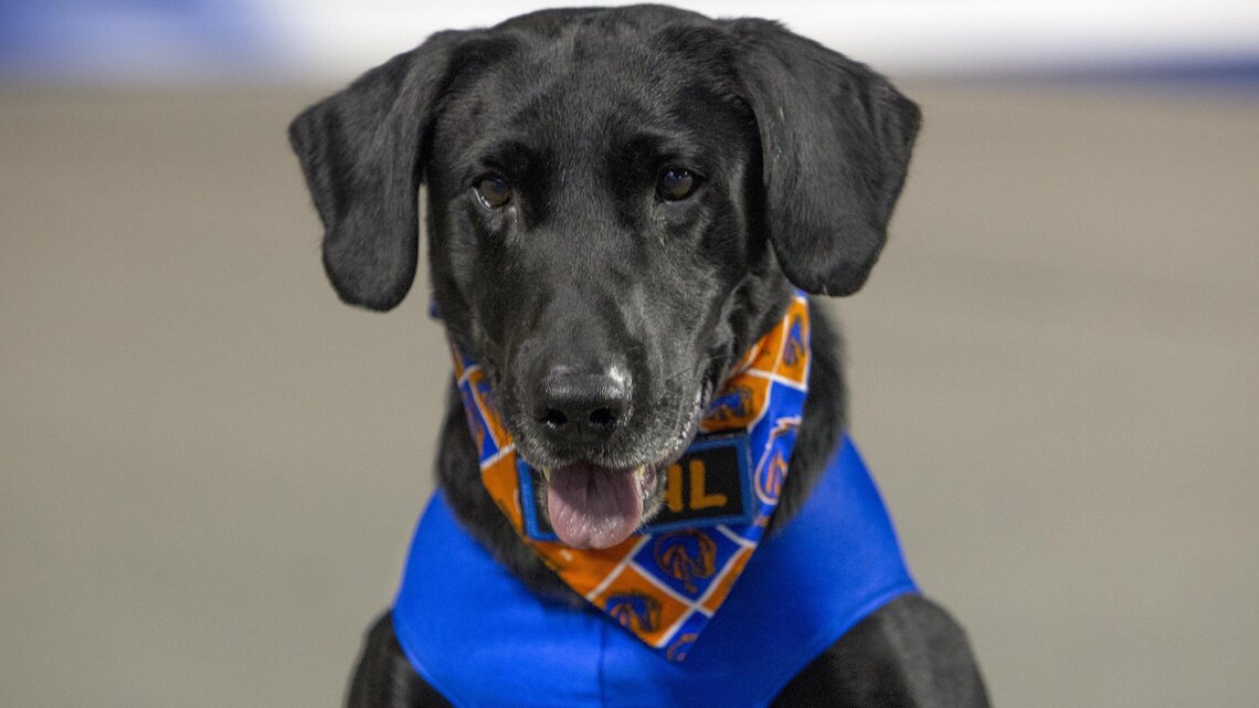 Boise State tee-retrieving dog Kohl passes away at age 11 | Idaho Statesman