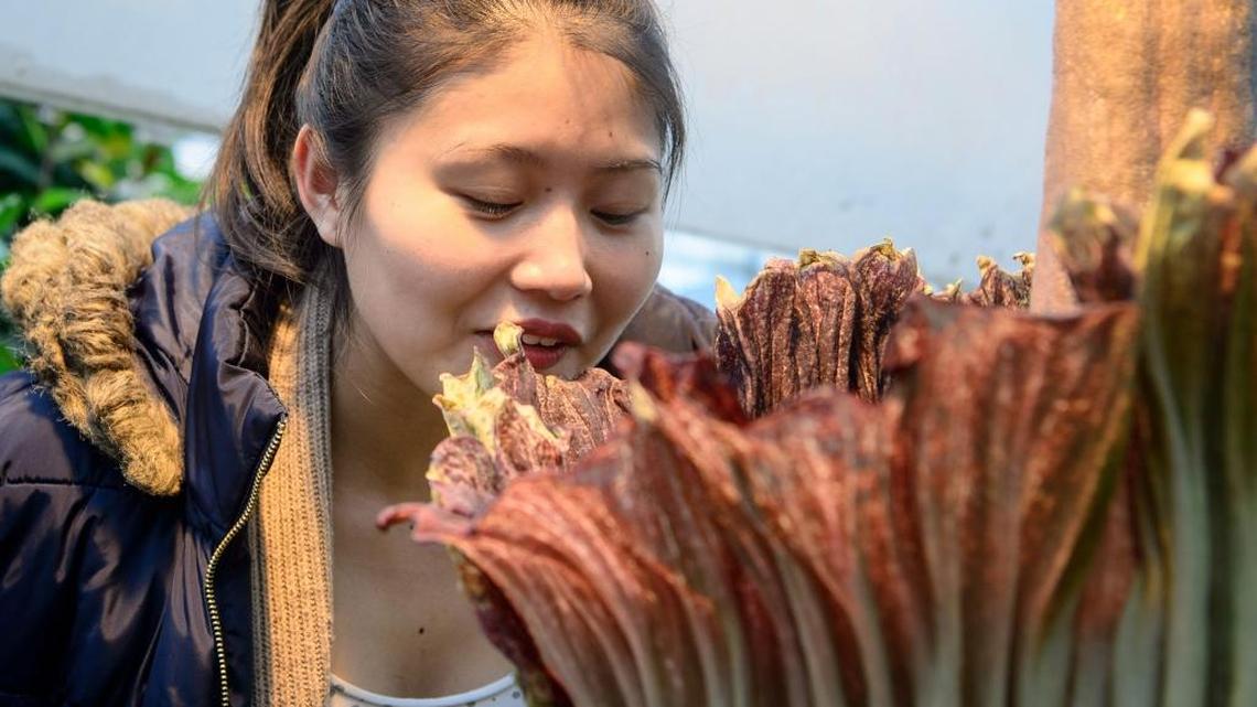 Cal Poly SLO corpse flower plant set to bloom on campus | San Luis ...