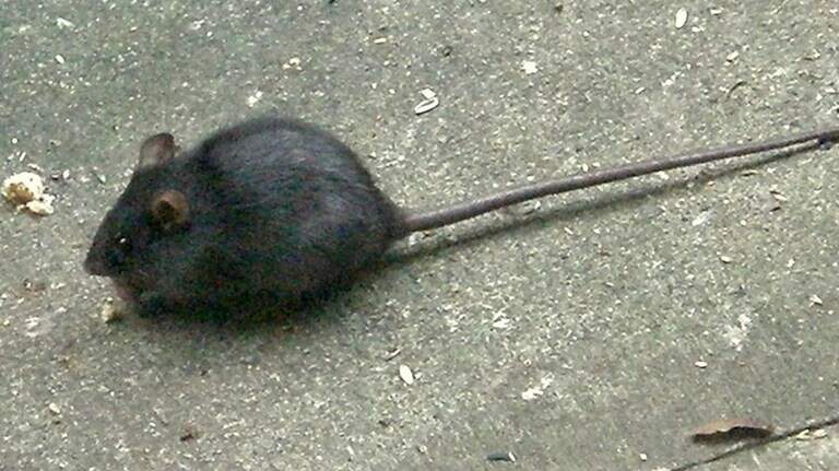 Idaho has a rat problem. What is Ada County doing to stop it? | Idaho ...