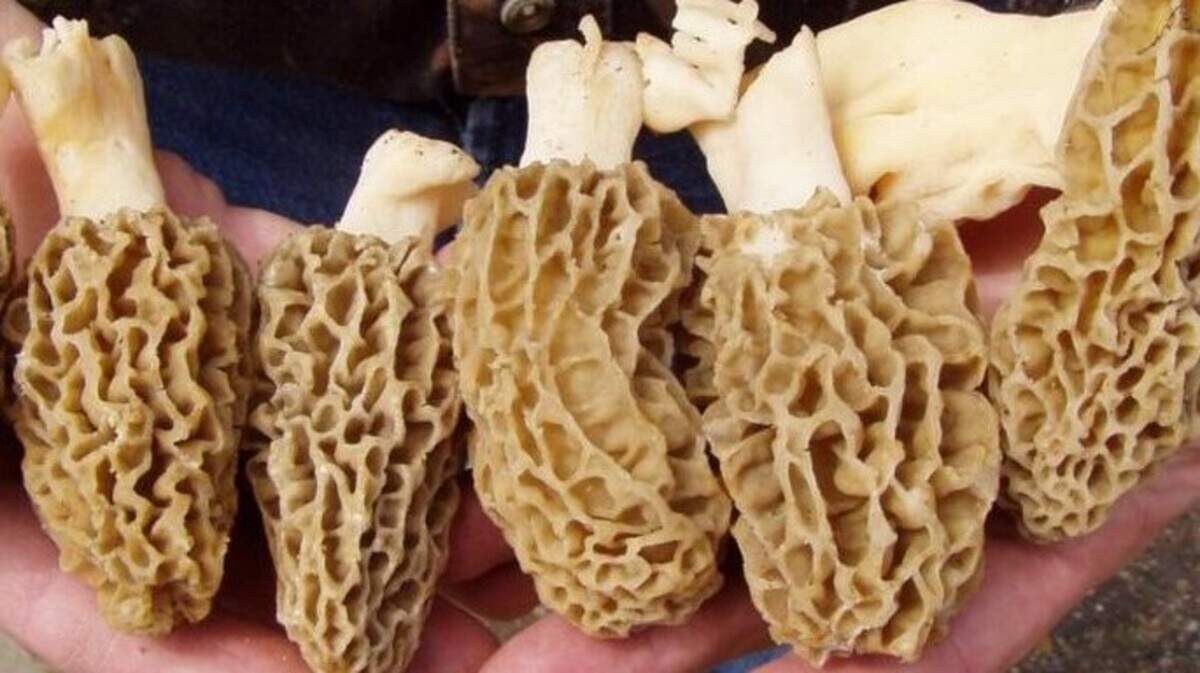 Mushroom foraging in WA: How to identify true morels | Tacoma News Tribune