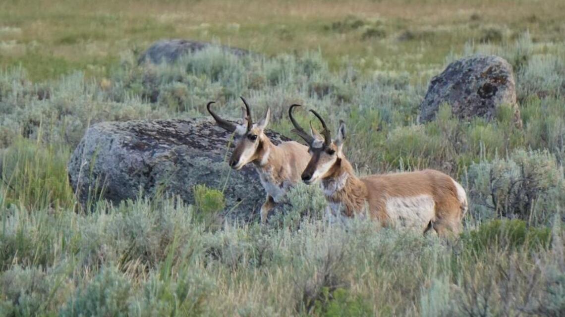 Pronghorn antelope introduced in Washington state grasslands | Tri-City ...