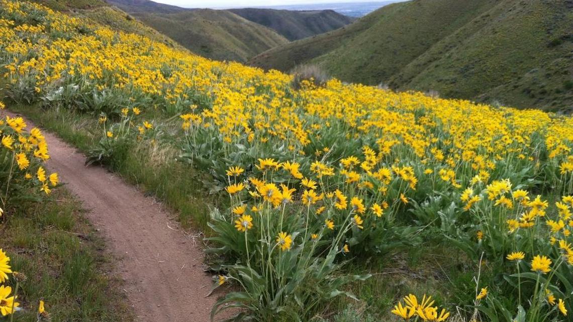 Spring wildflowers in Boise: where to hike to see them | Idaho Statesman