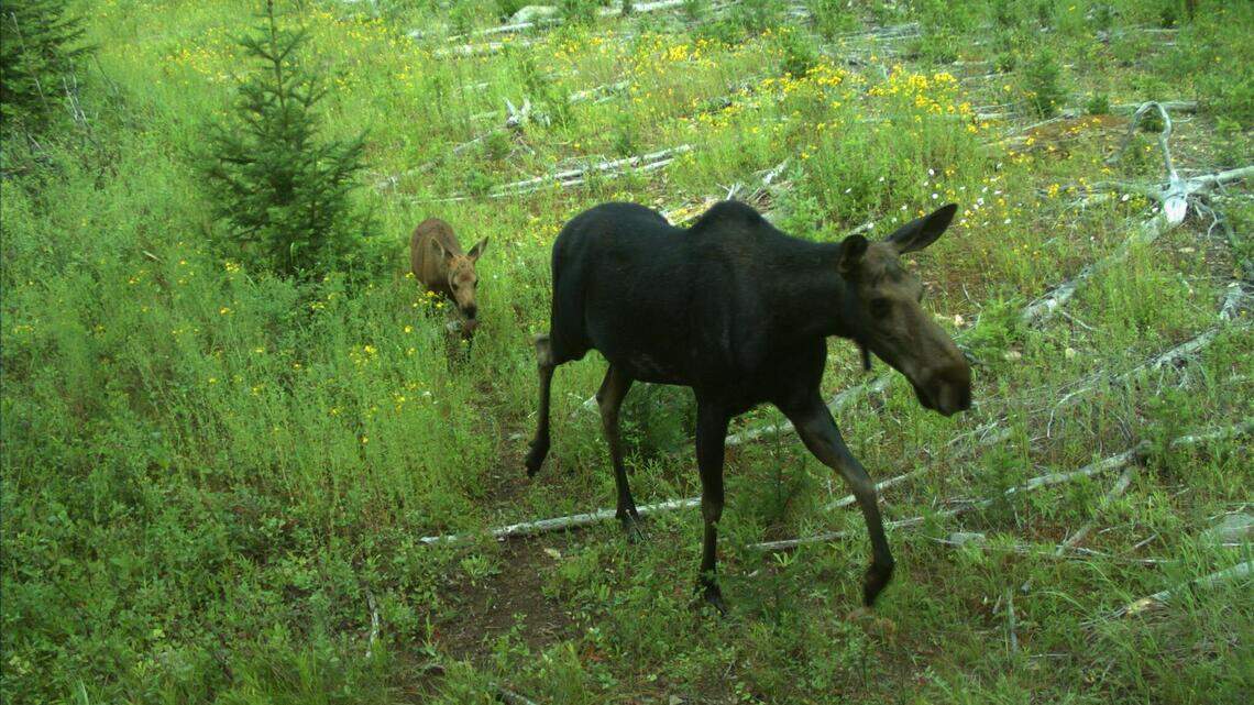 Idaho Fish and Game looking for moose poacher | Idaho Statesman