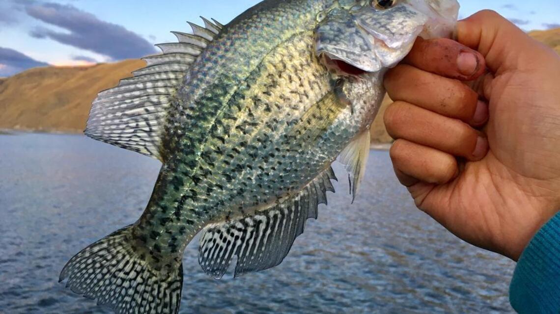 Oh crappie! Panfish are biting across the Idaho border (fishing report ...